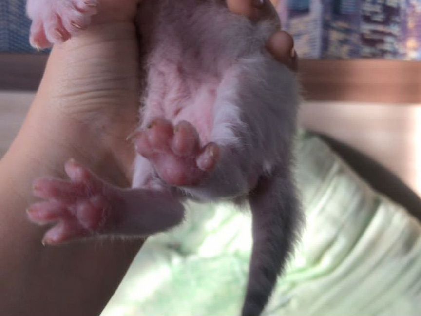 Котята