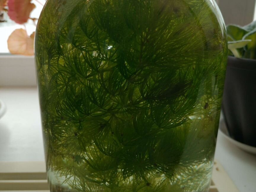 Водоросли роголистник