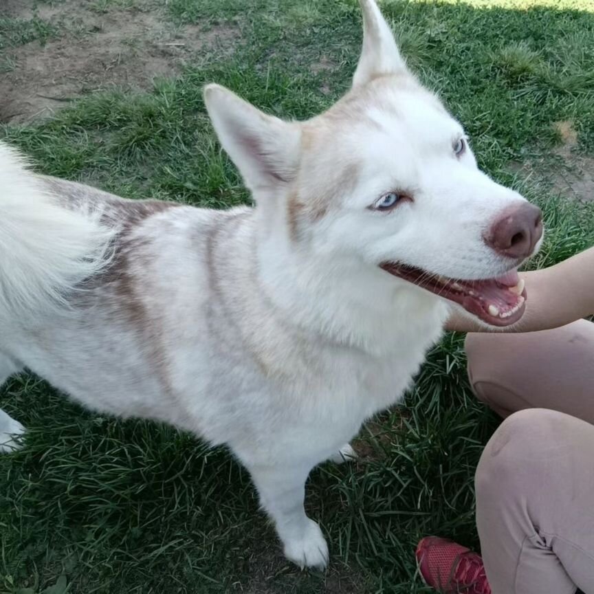 Хаски выкинули хозяева