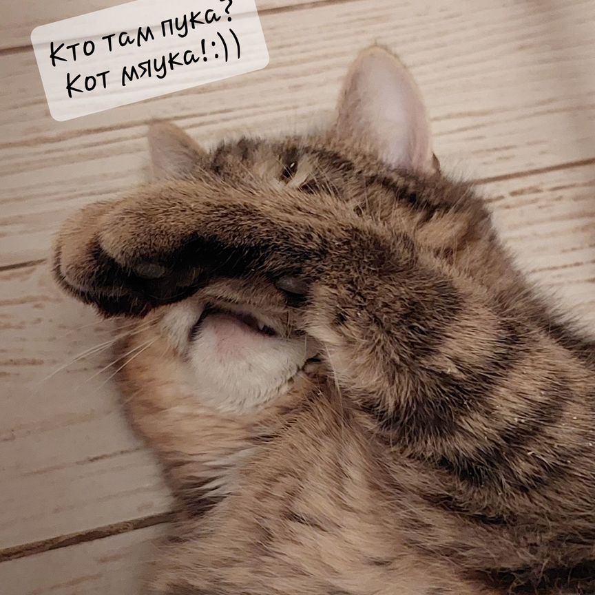 Кто там пука, кот мяука:)