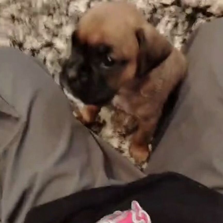 Щенки немецкого боксера