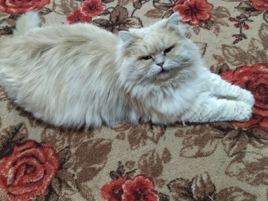 Коты в добрые руки