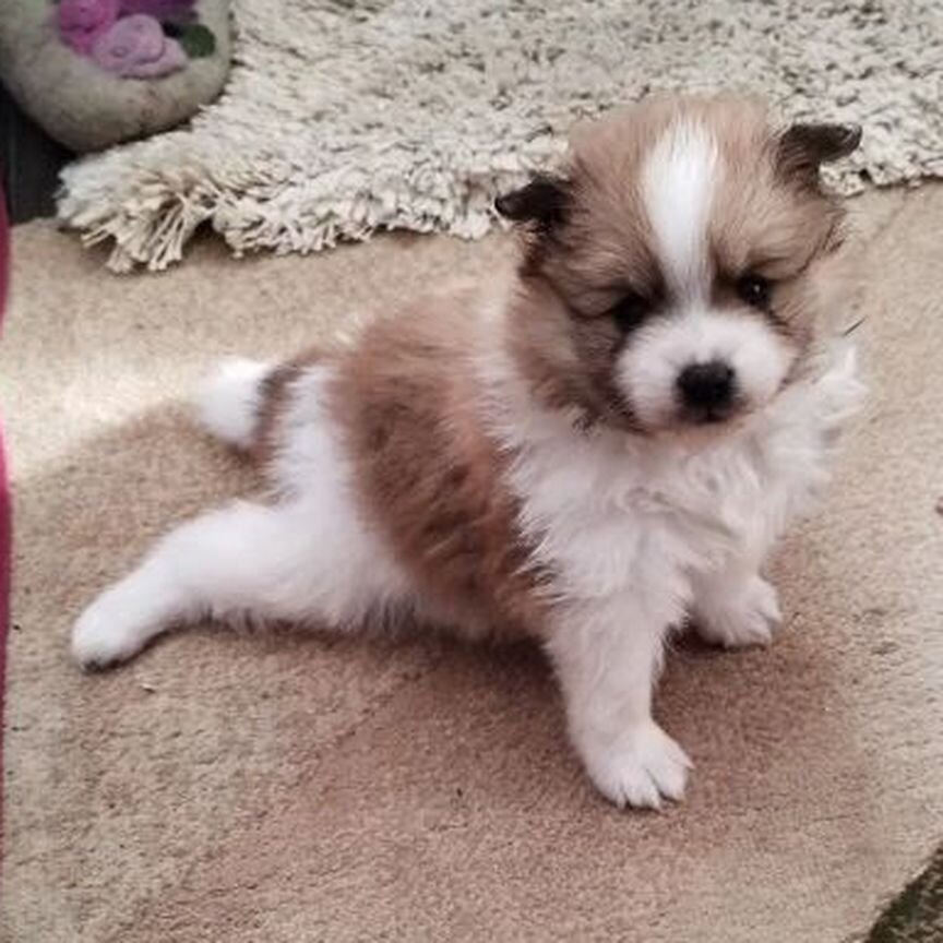 Померанский шпиц, щенок