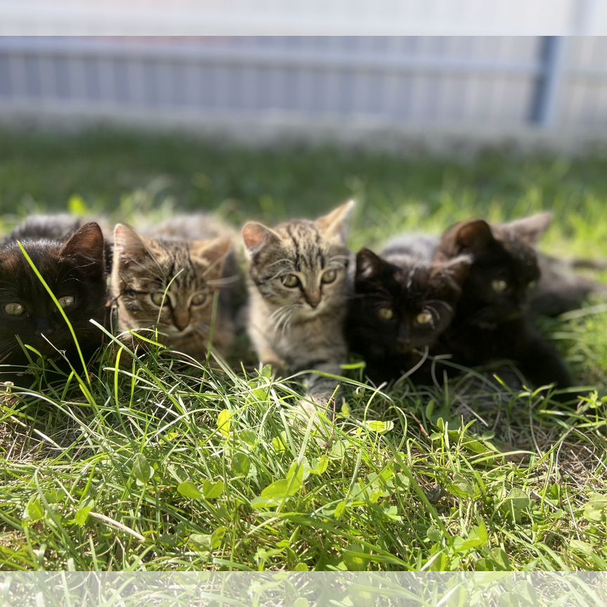 Котята