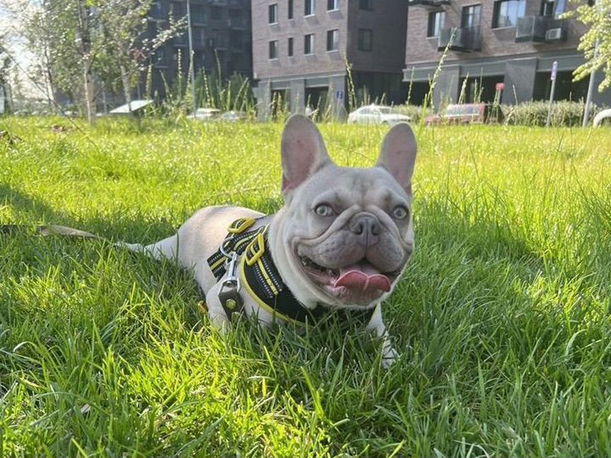 Кабель французаий больдог