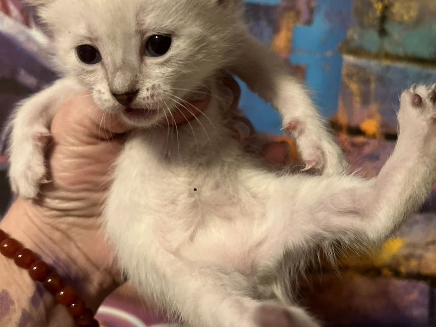 Кошка