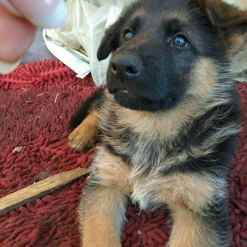 Девочки немки