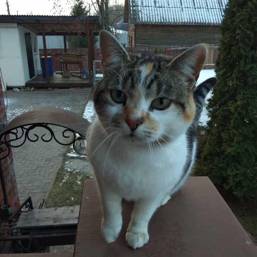 Кошка