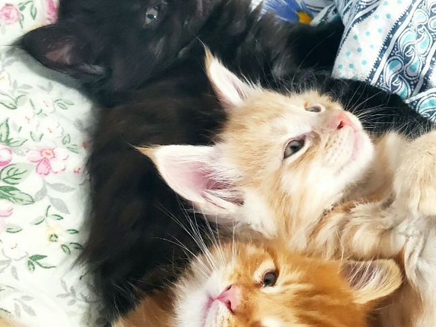 Породистые большие кошки