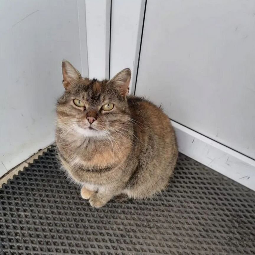 Кошечка в добрые руки