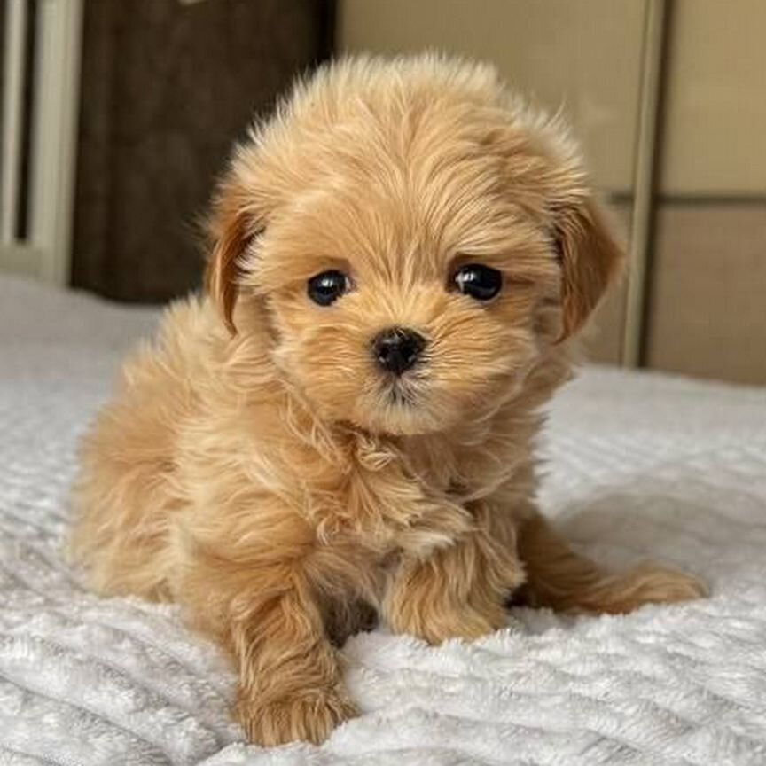 Мальтипу, щенок