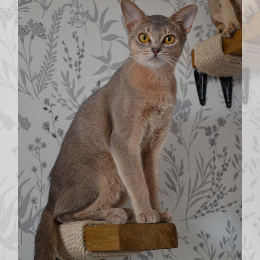 Абиссинская кошка, взрослая