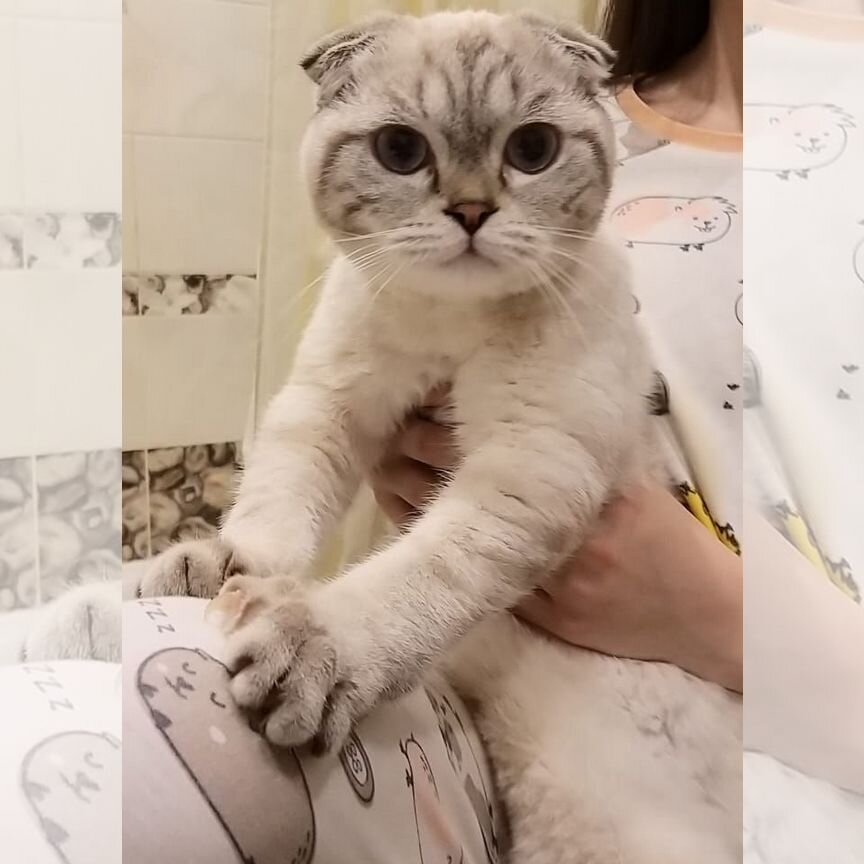 Продам котенка породистого