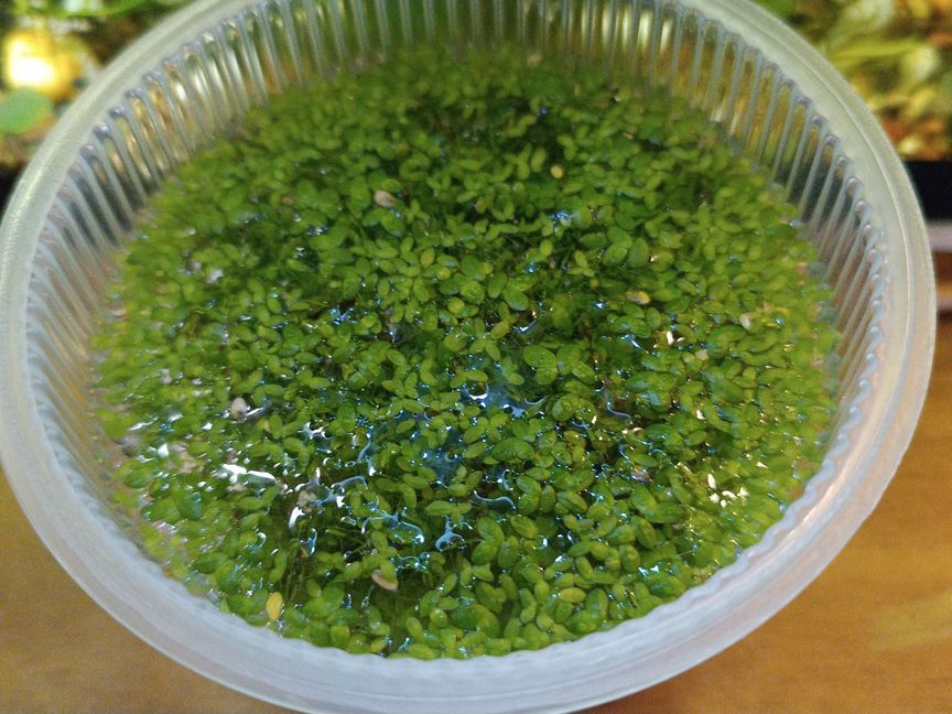 Ряска для аквариума