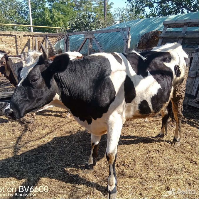 Телка 1год 4 мес