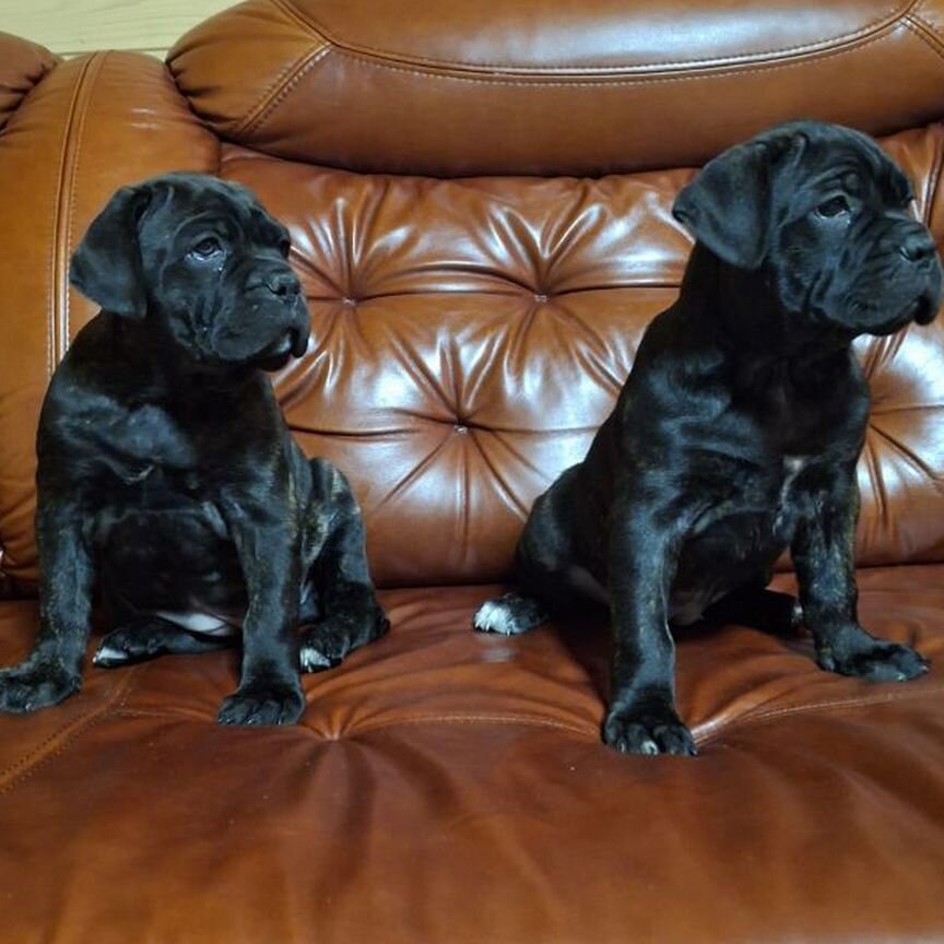 Кане корсо девочки