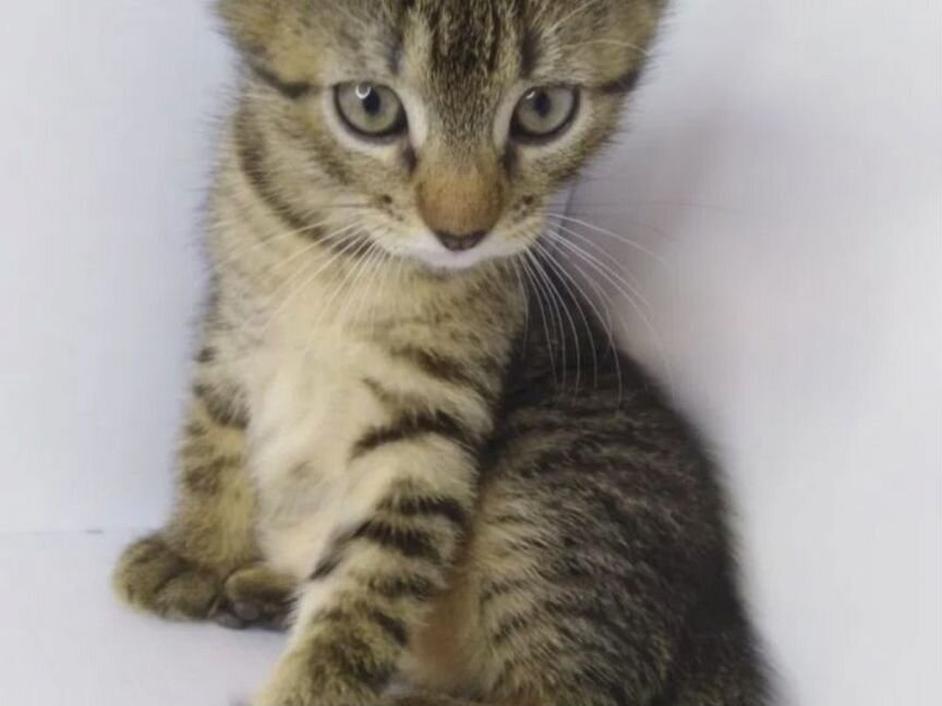 Котик Остин