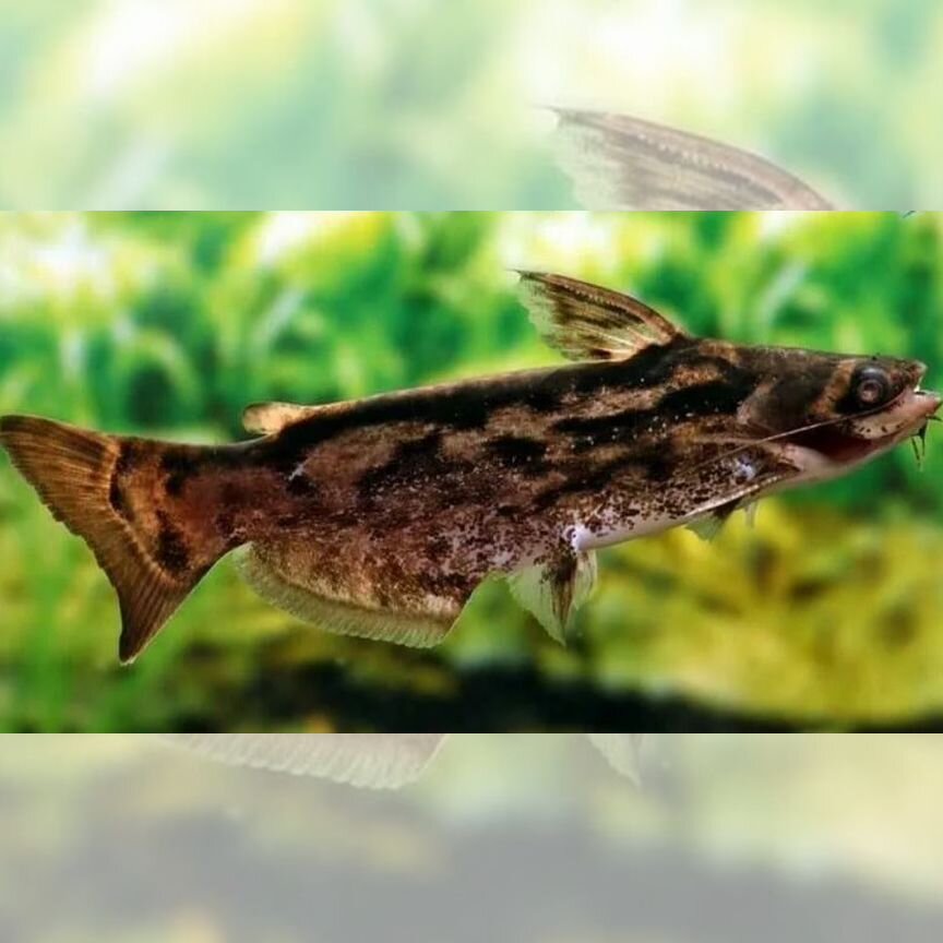 Трахелиоптерус фишера - Trachelyopterus fisheri