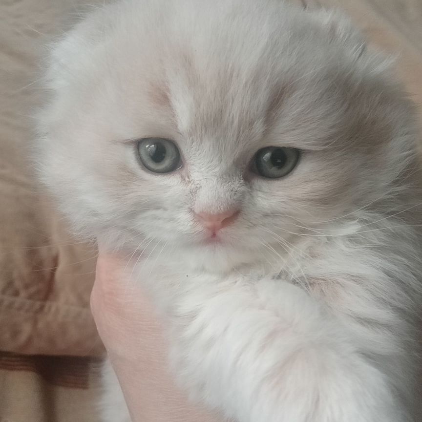 Шотландский котик