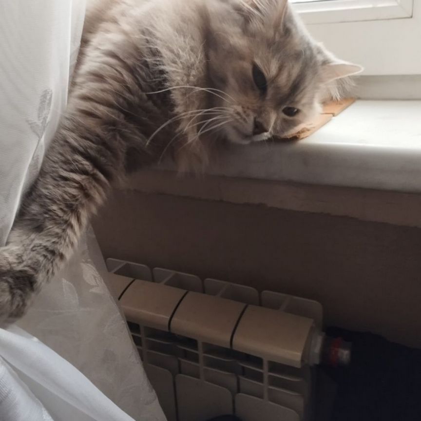 Сибирская кошечка