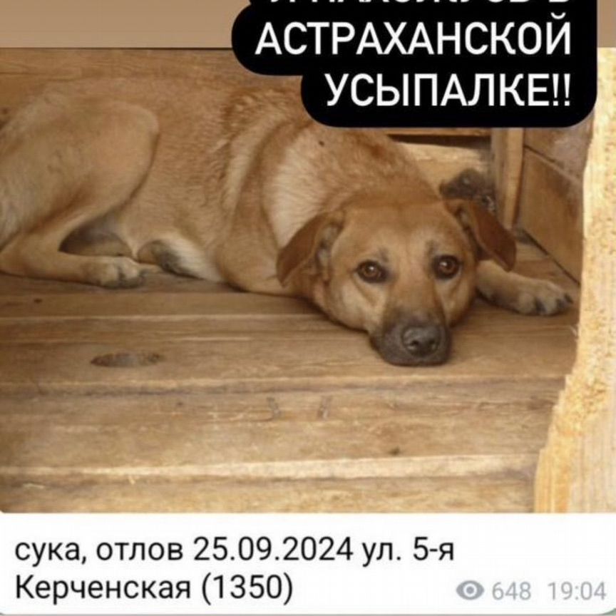 Спасите собаку от усыпления