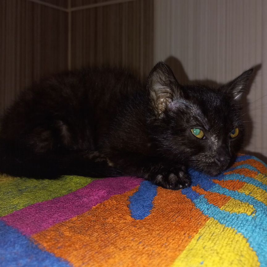 Черный котенок