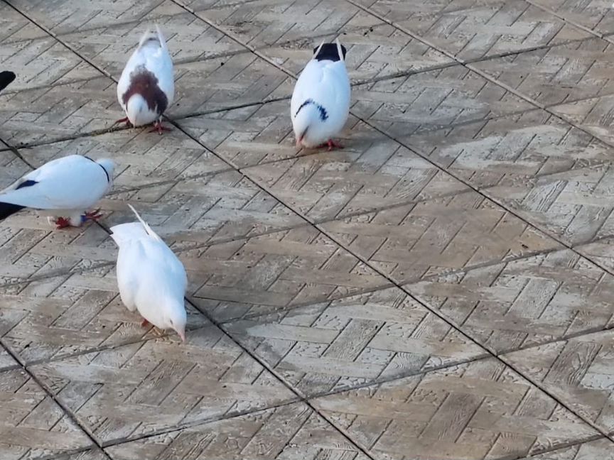 Продажа бакинских голубей