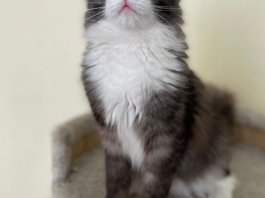 Котенок Антошка