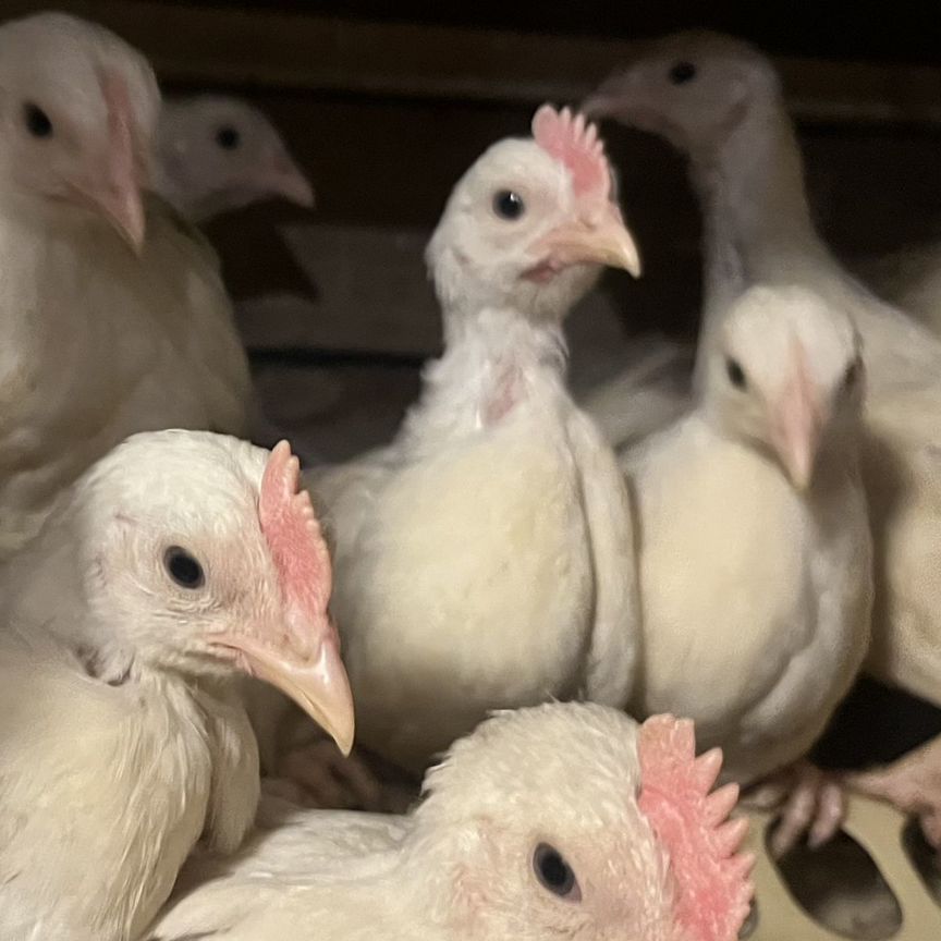 Продам цыплят