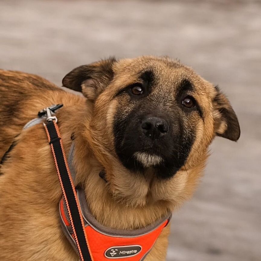 Щенок Янтарь в добрые руки