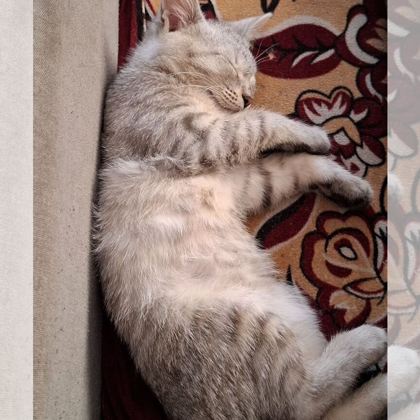 Продам котёнока