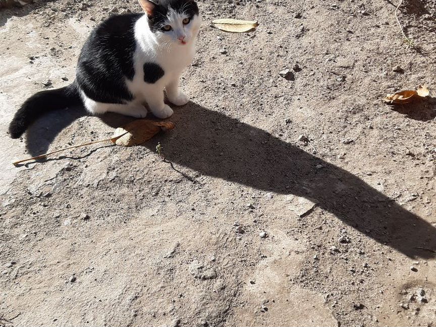 Отдам бесплатно котика 4,5 месяца