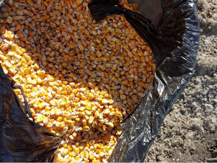 Гречиха, Кормовой овёс на корм/посев