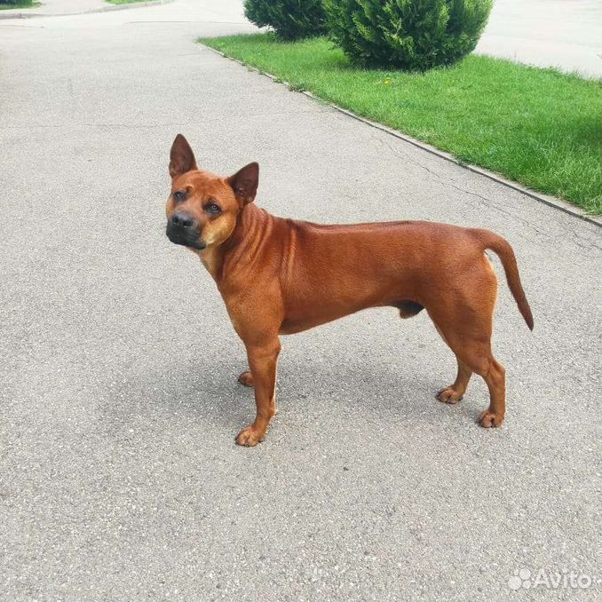 Тайский риджбек в дар