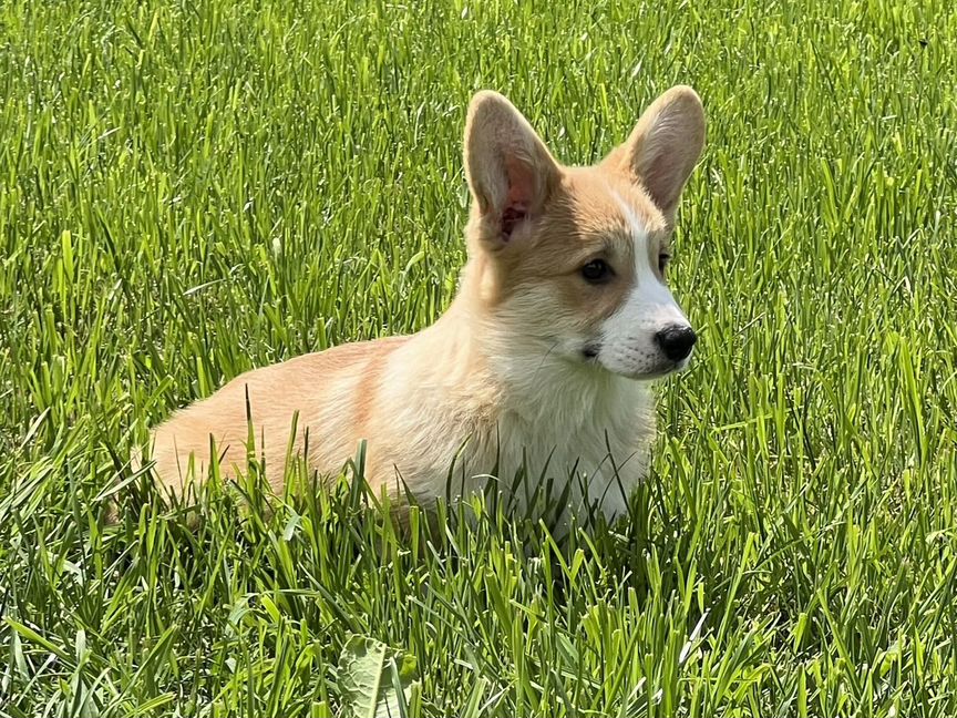 Мальчишка вельш корги