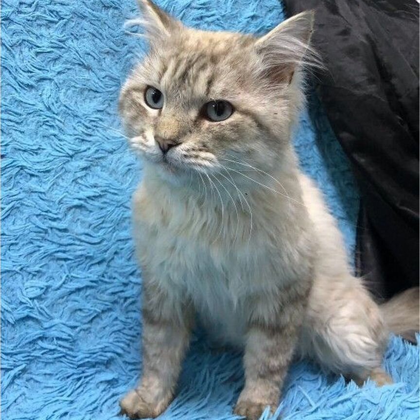 Котик в добрые руки