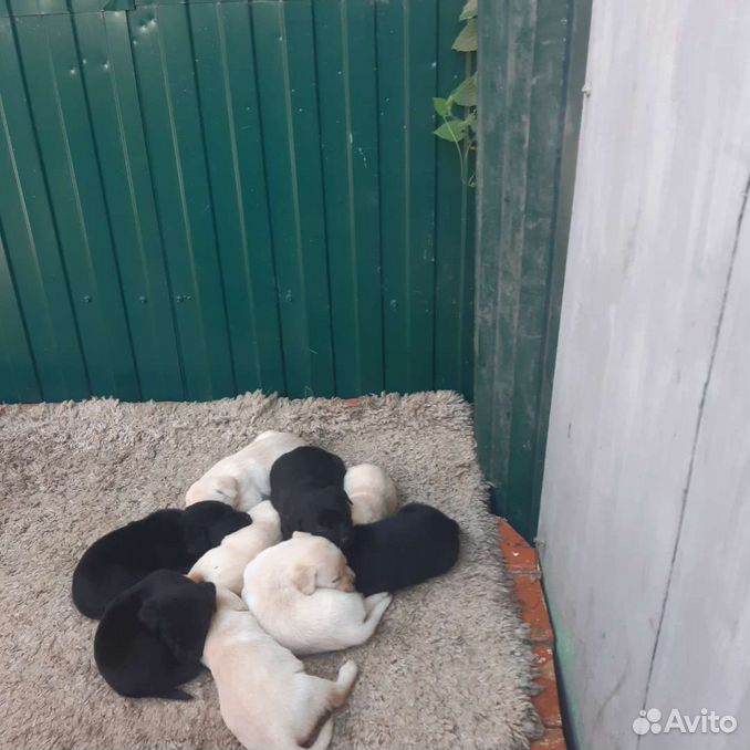 Щенки лобрадора