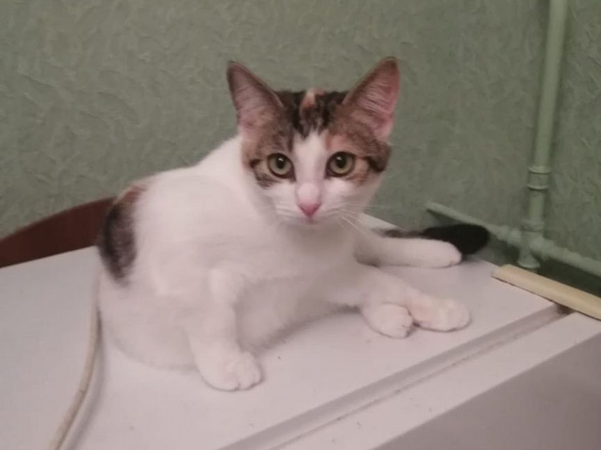 Котенок 3 месяца