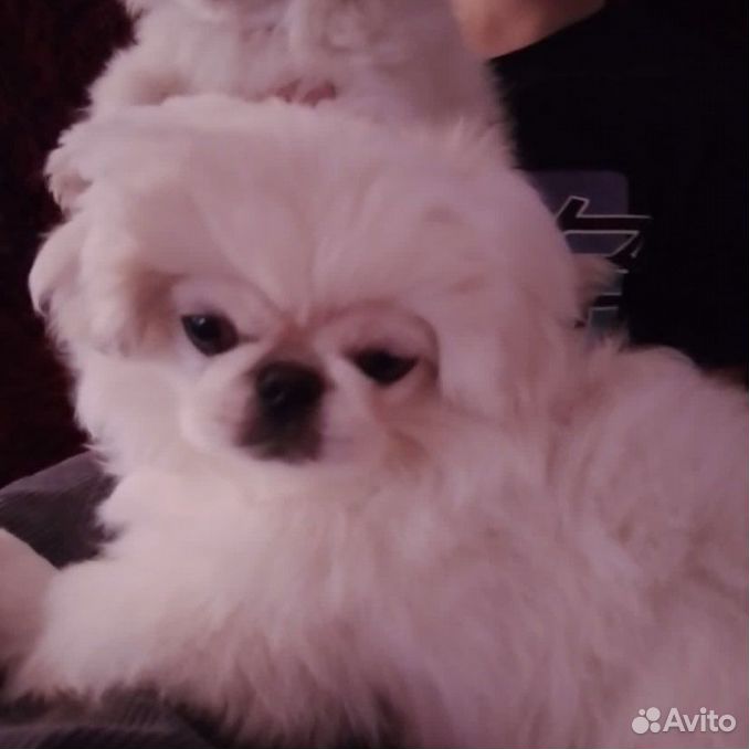 Мини пекинес