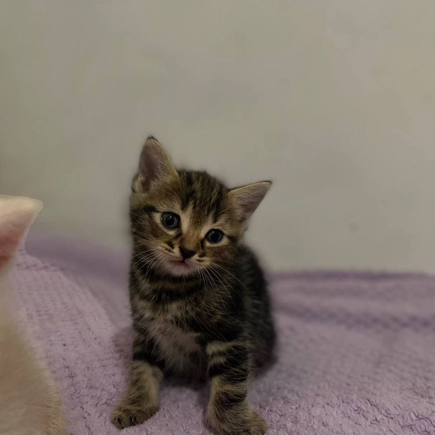 Котик