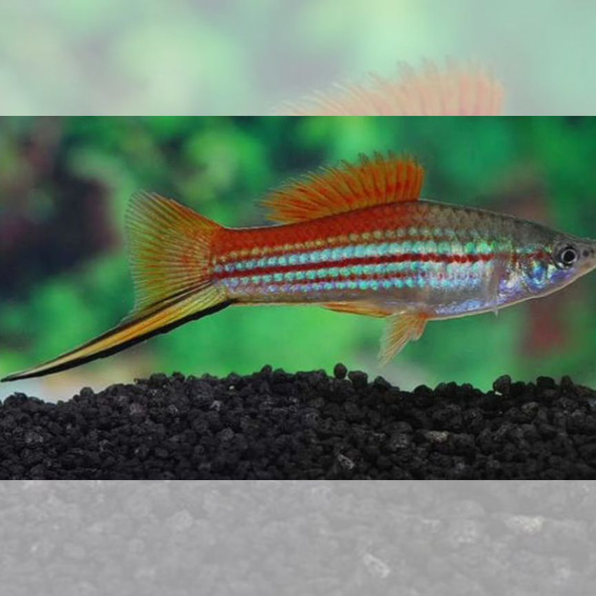 Меченосец зеленый