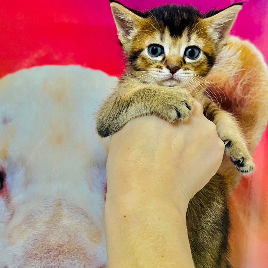 Котята