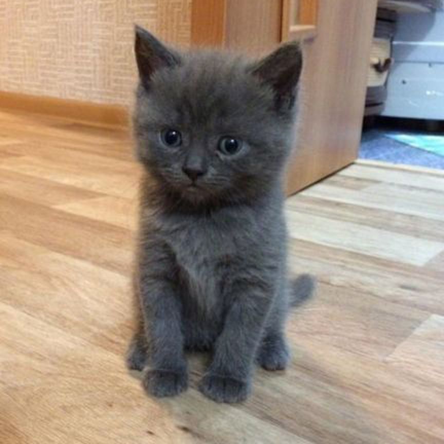 Британская