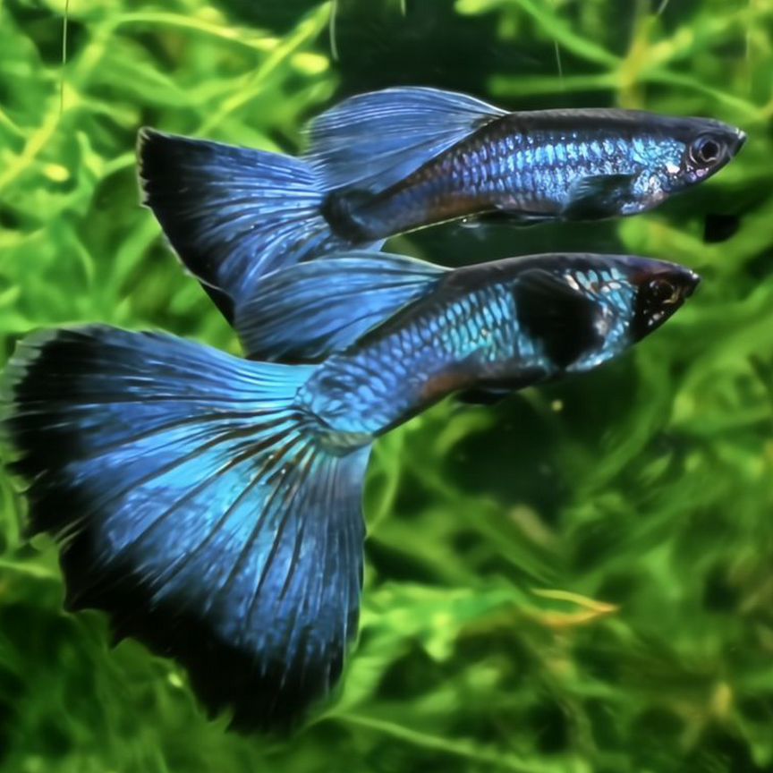 Аквариумные рыбки и креветки