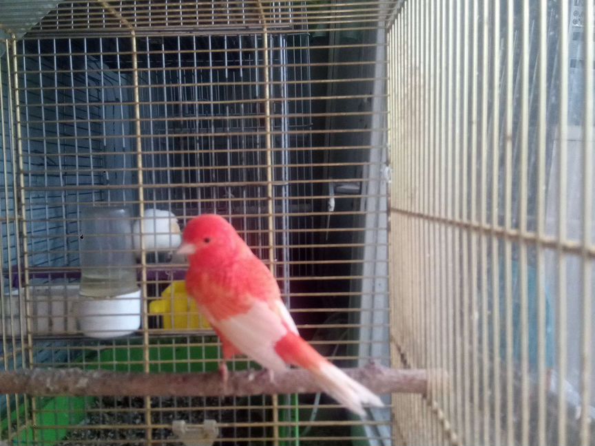 Канарейка самка мозайка