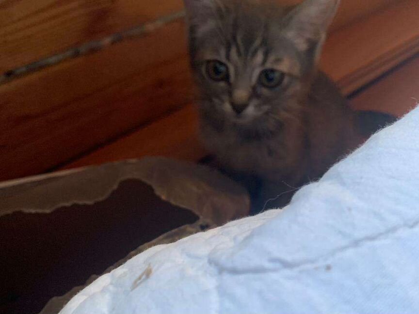 Котёнок в добрые руки