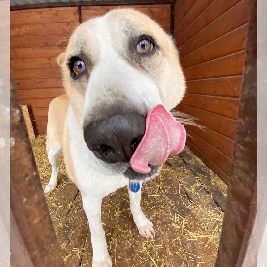 Алабай Габи в добрые руки