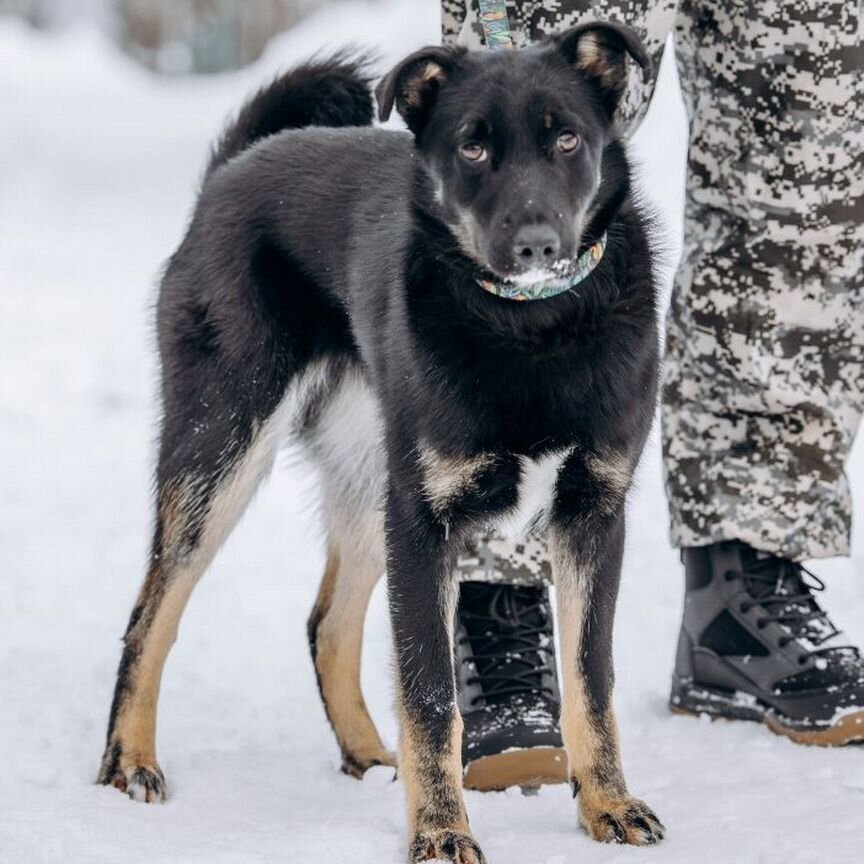 Щенок в добрые руки