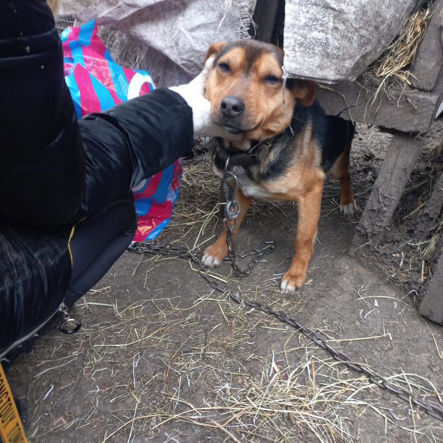 Немецкая овчарка