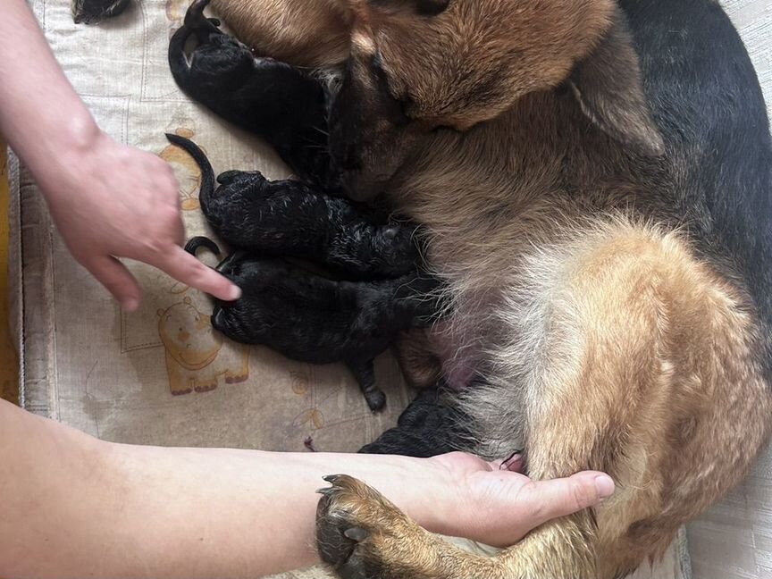 Щенки немецкой овчарки